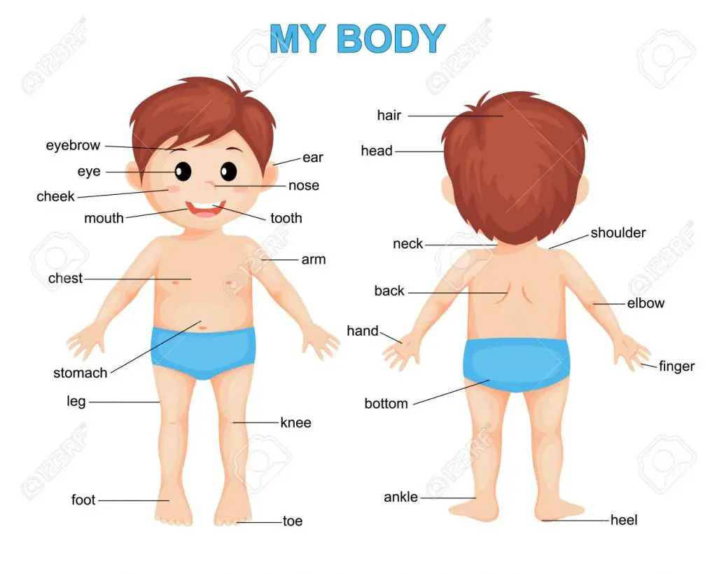 Easy English Listening Lesson 37 My Body easy-english-listening-lesson-37-my-body